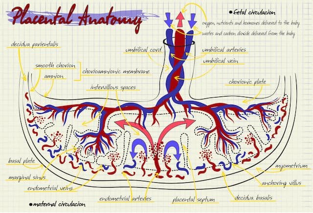 Umbilical Cord Blood Gases Normal Values