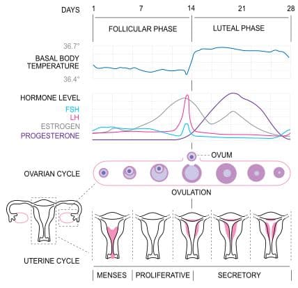 Luteal Phase Calculator
